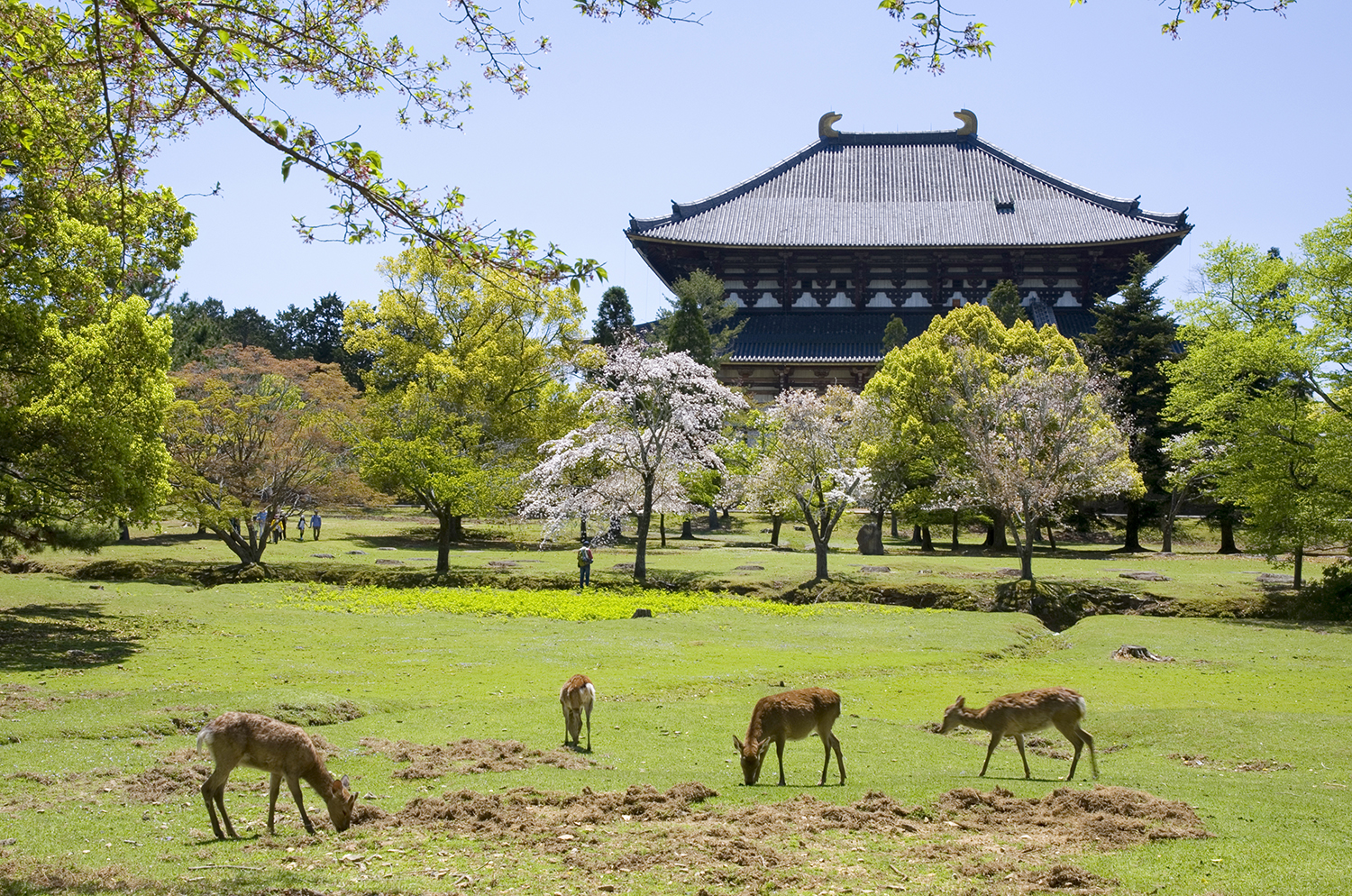 Nara in viaggio: guida su cosa vedere, come e quando andare